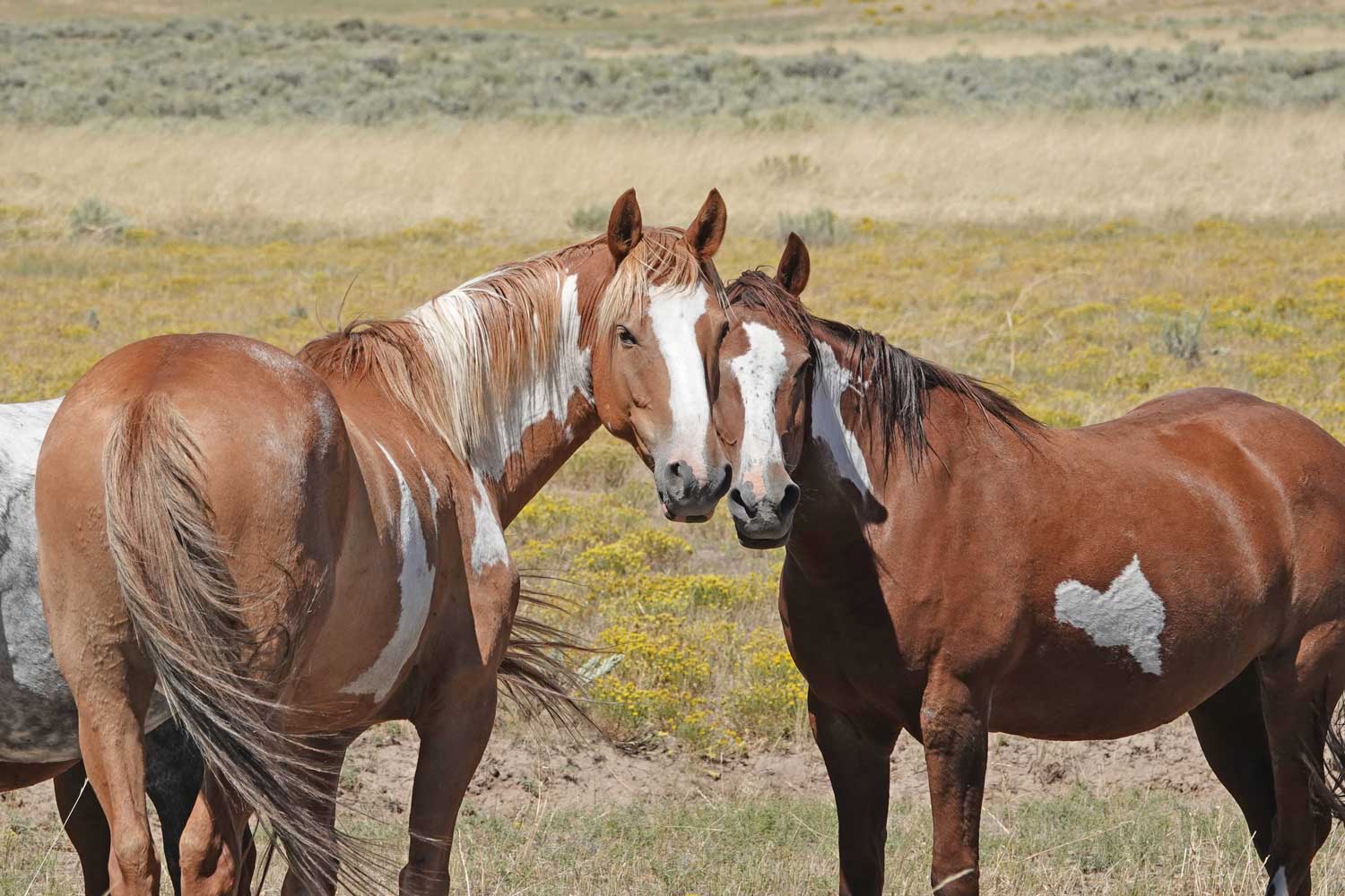 The Wild Animal Sanctuary: Colorado's Home for Second Chances