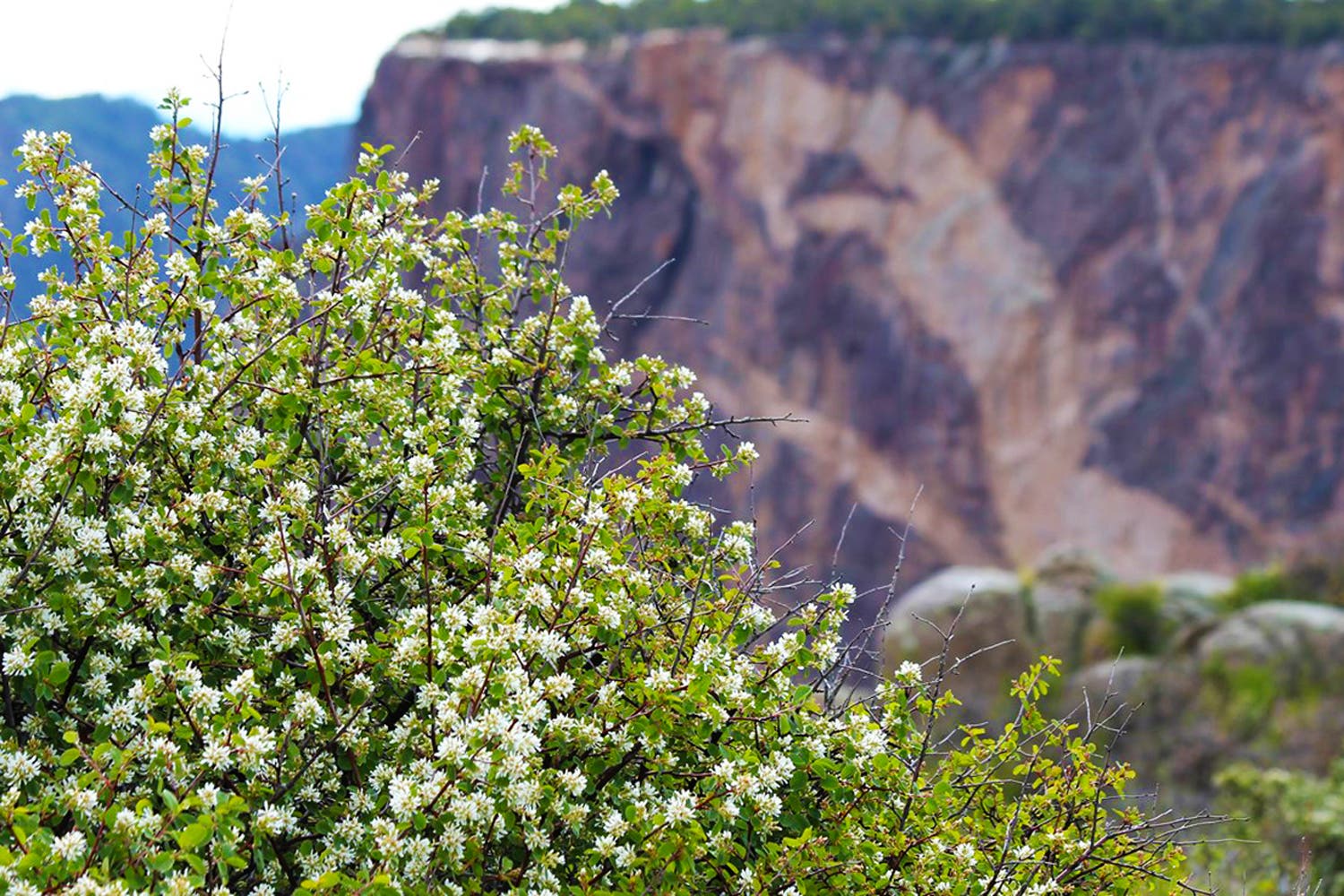 Wildflowers in Colorado: 7 Places to See the State in Full Bloom