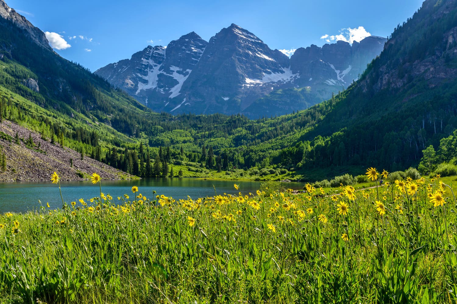 Wildflowers in Colorado: 7 Places to See the State in Full Bloom