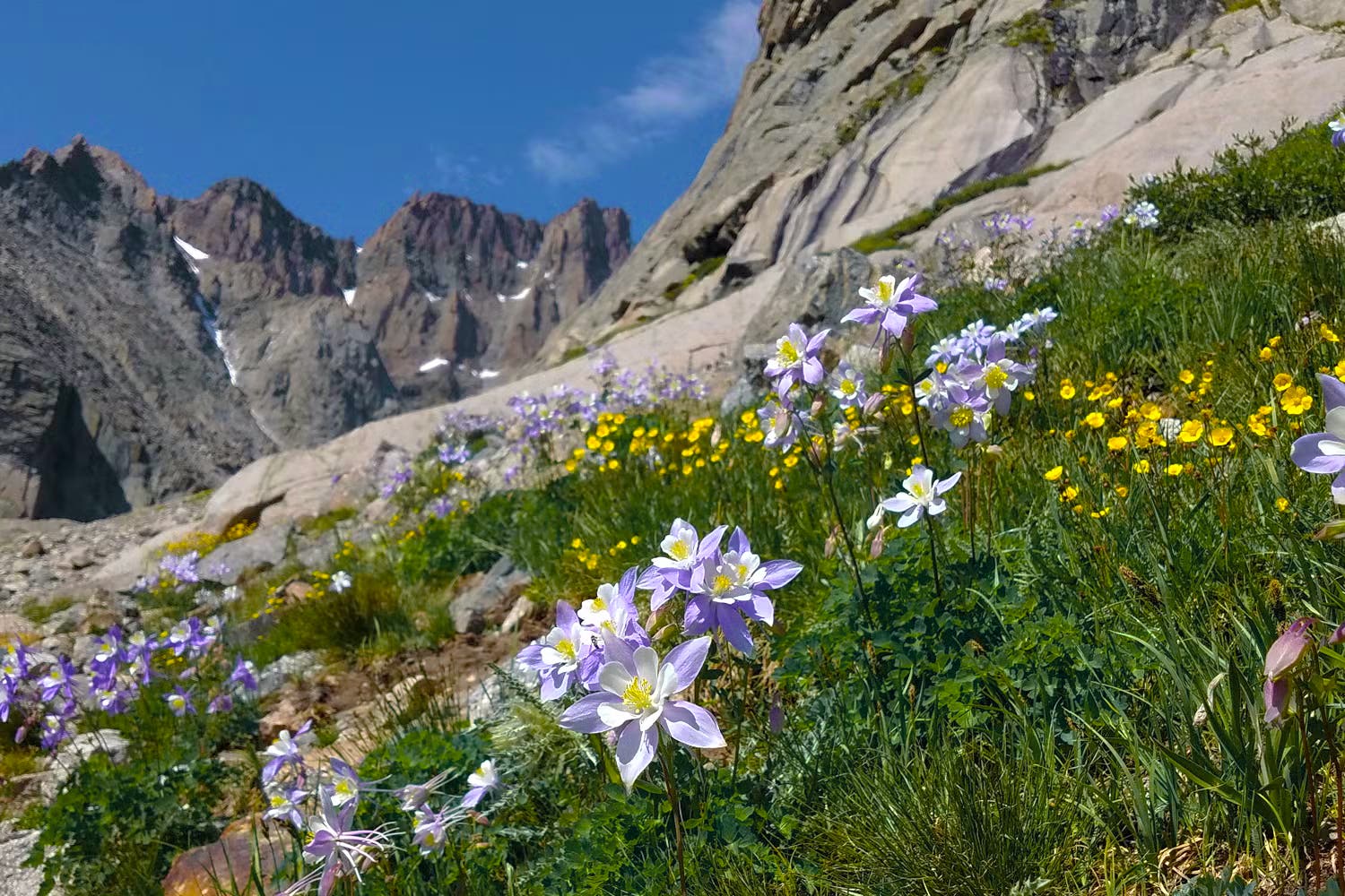 Wildflowers in Colorado: 7 Places to See the State in Full Bloom